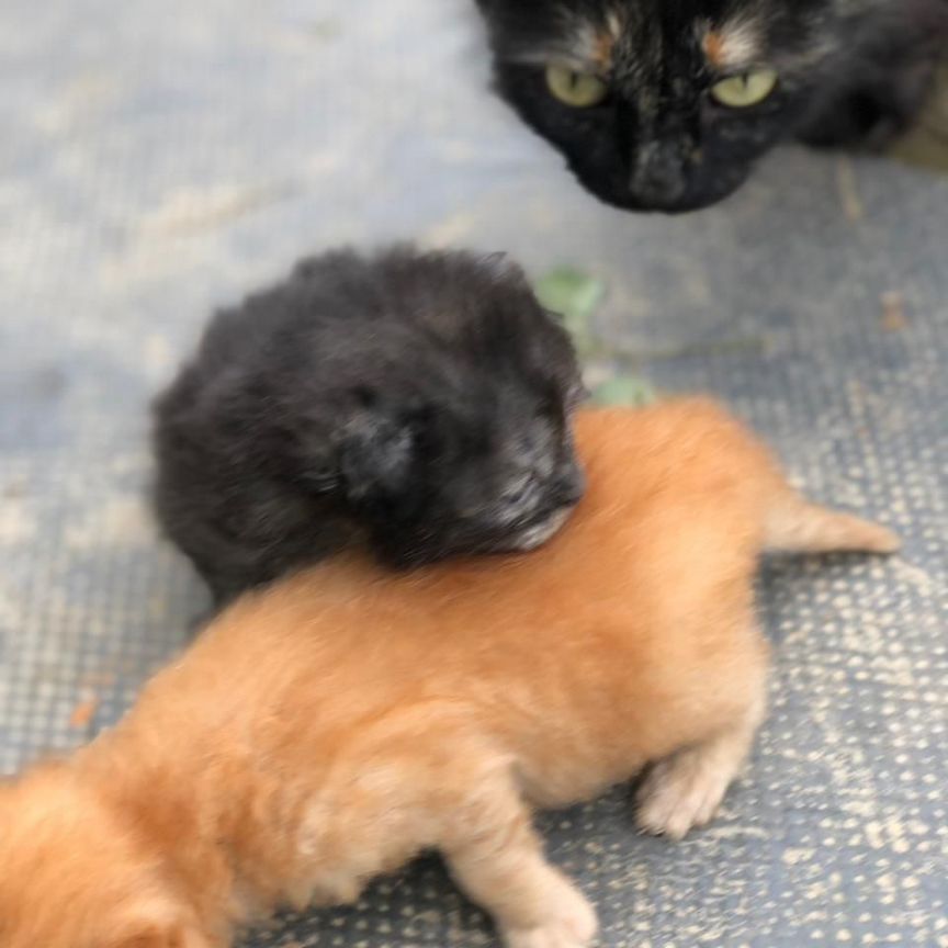 Котята и кошечка в добрые руки