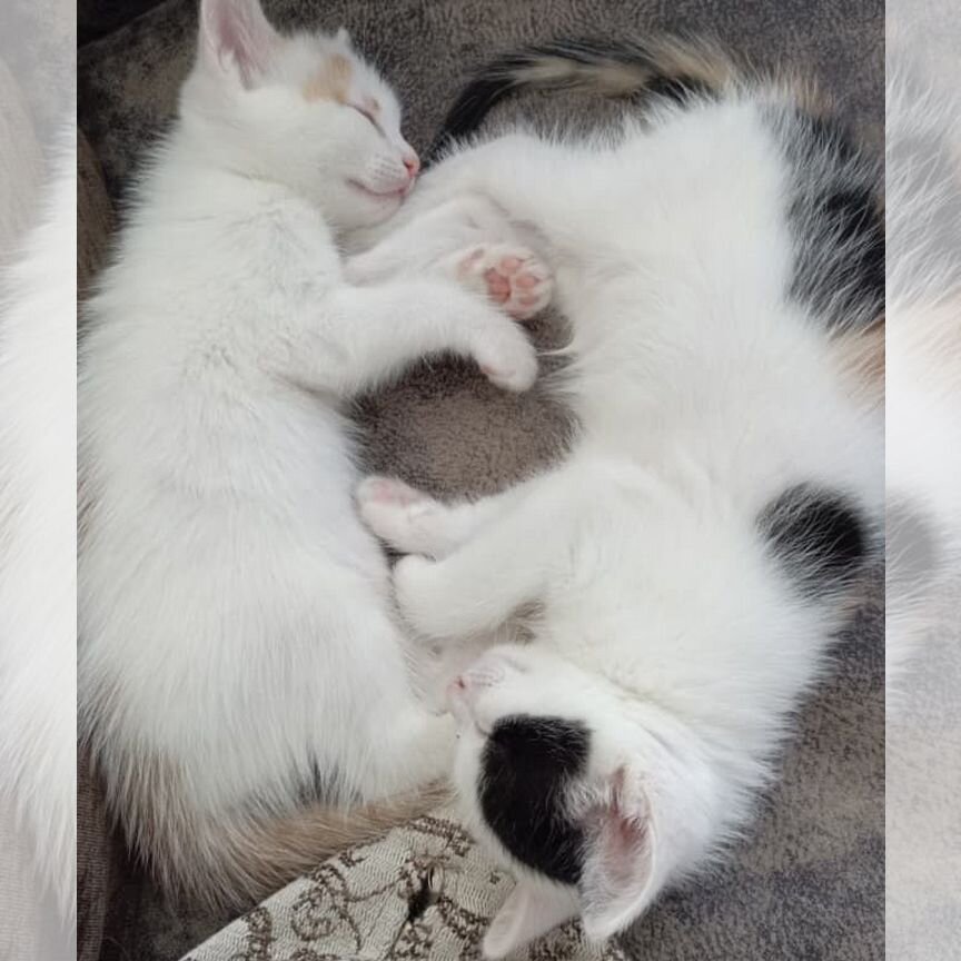 Котята в добрые руки бесплатно мальчик и девочка