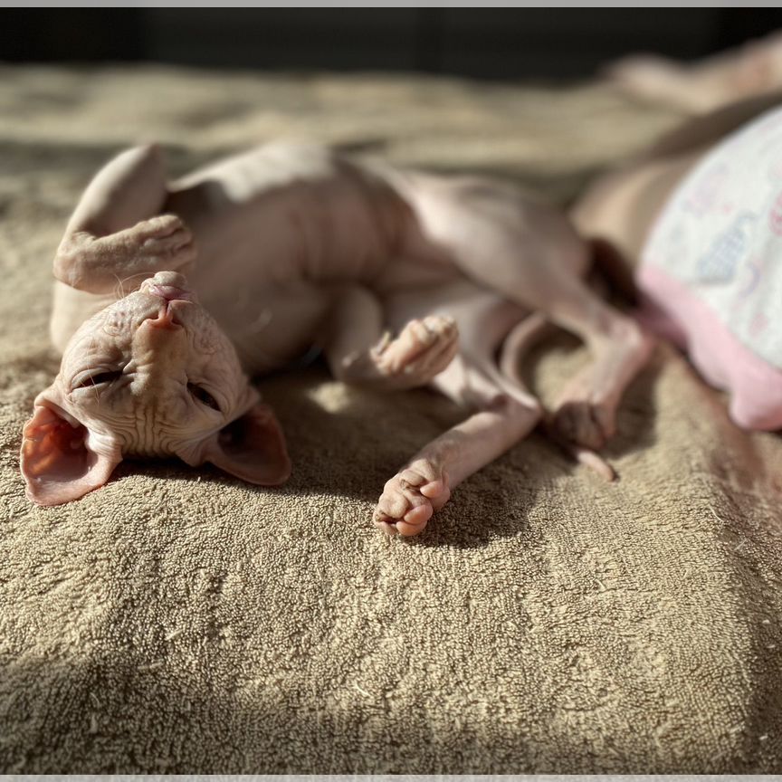 Донской сфинкс, взрослый кот