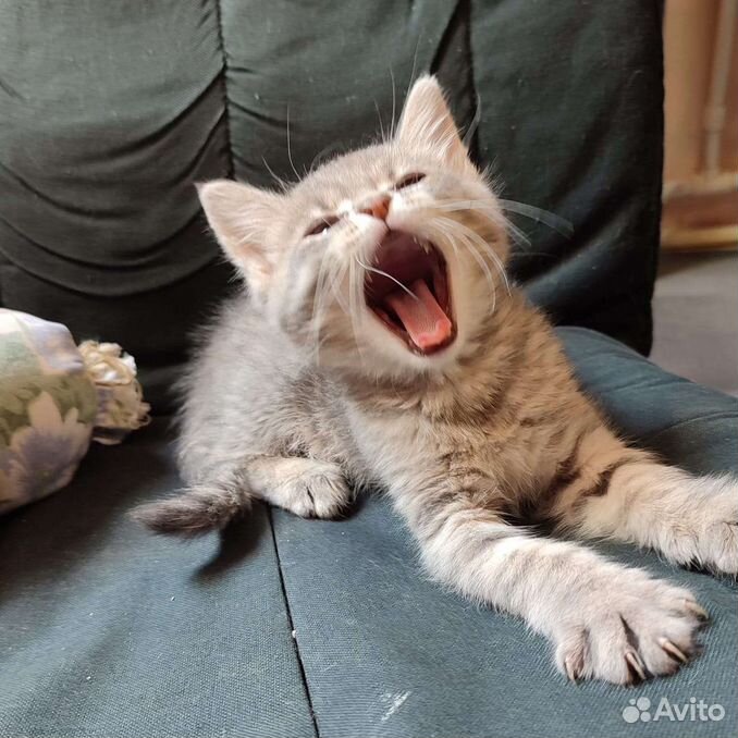 Котик пушистый дымчатый