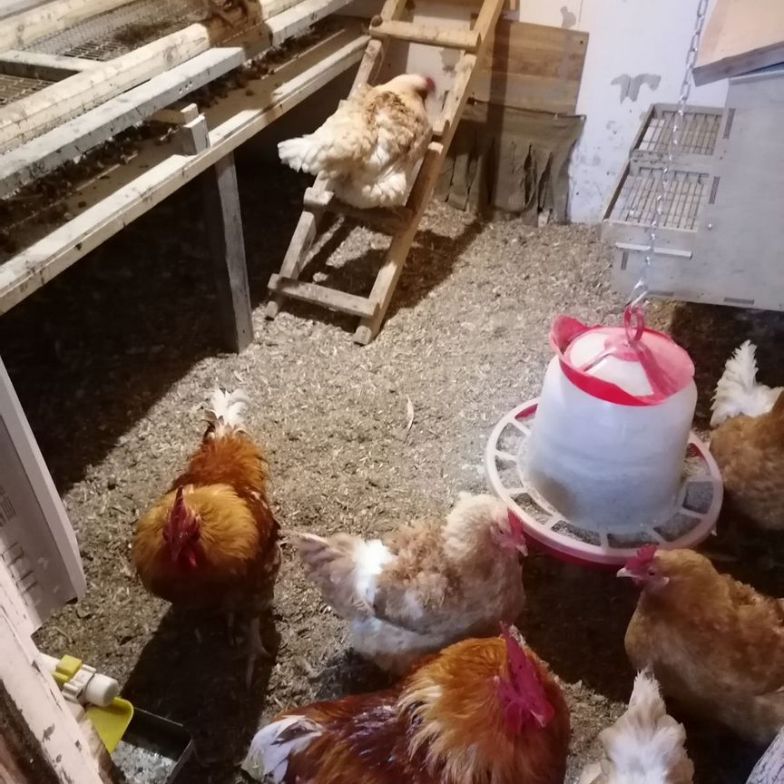 Петух мини мясной