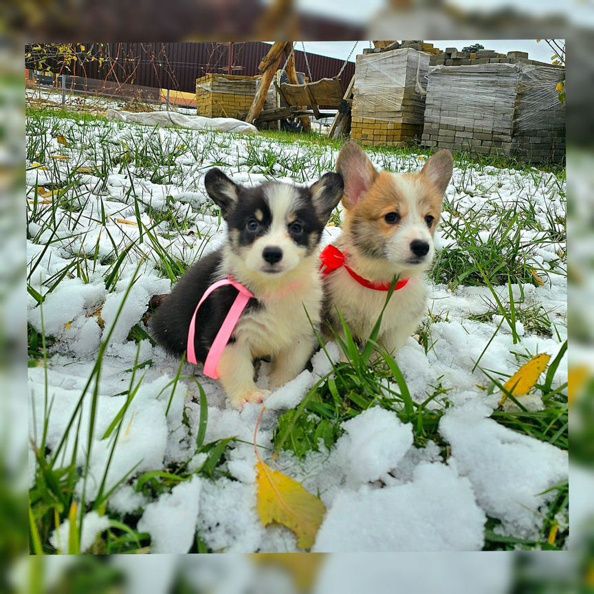 Вельш-корги пемброк милашки