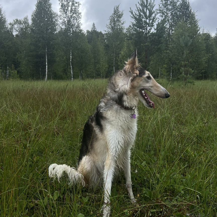 Борзая девочка