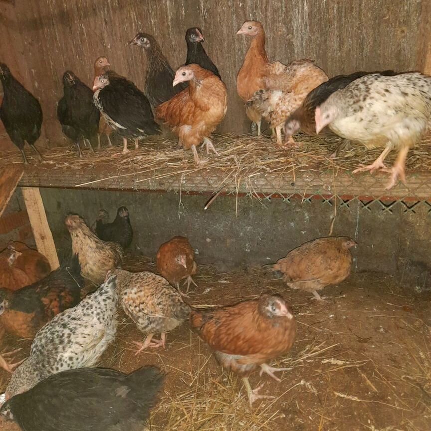 Куры молодки