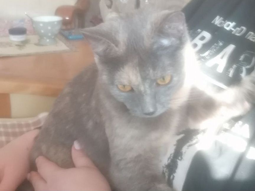 Кошка подросток, 3 цветная черепаха