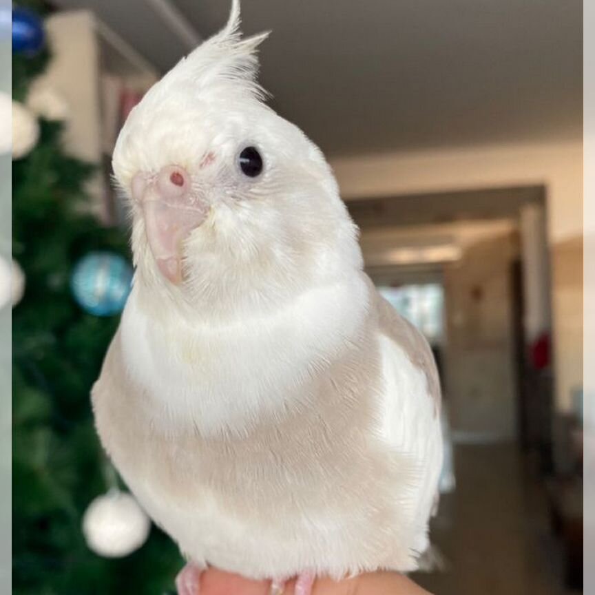 Корелла ручная выкормыш