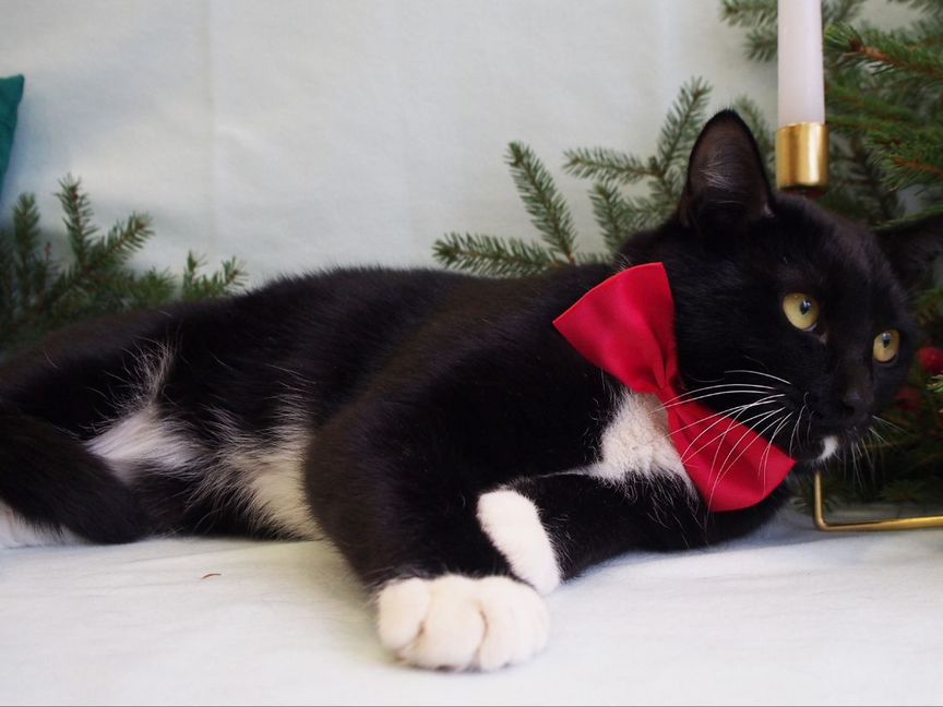 Котя-психолог и припала ищет дом