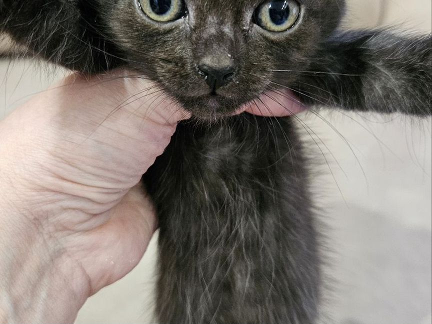 Котёнок девочка