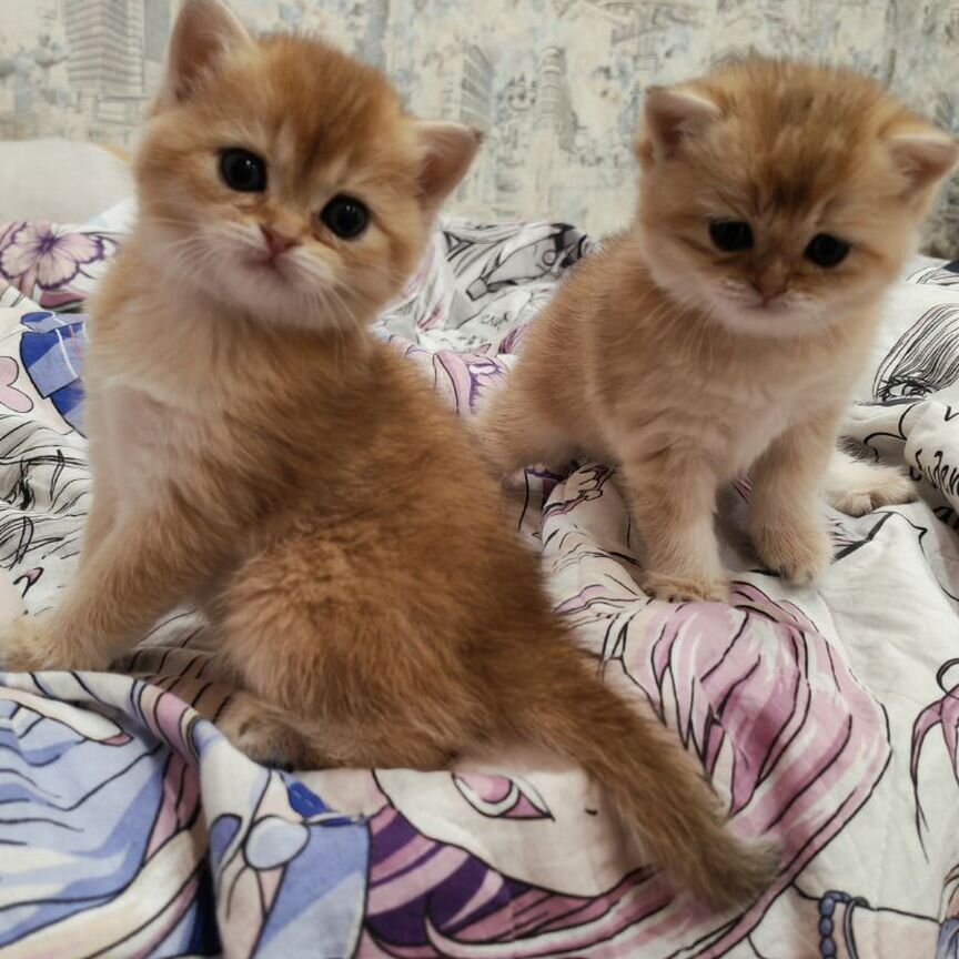 Британский короткошёрстный котёнок