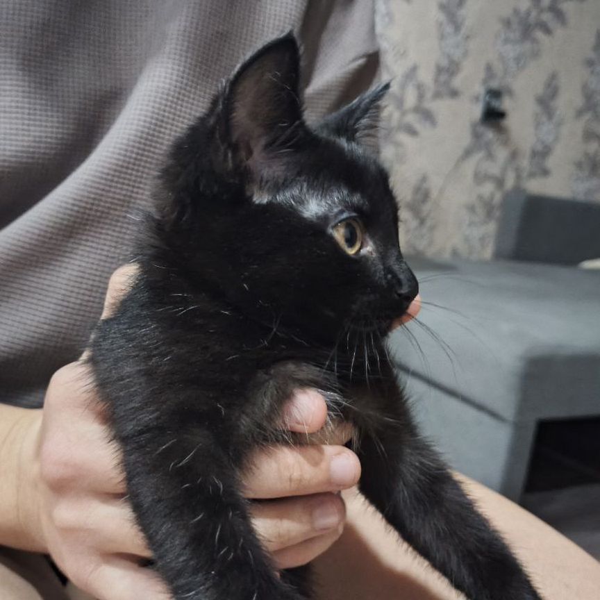 Котёнок в добрые руки