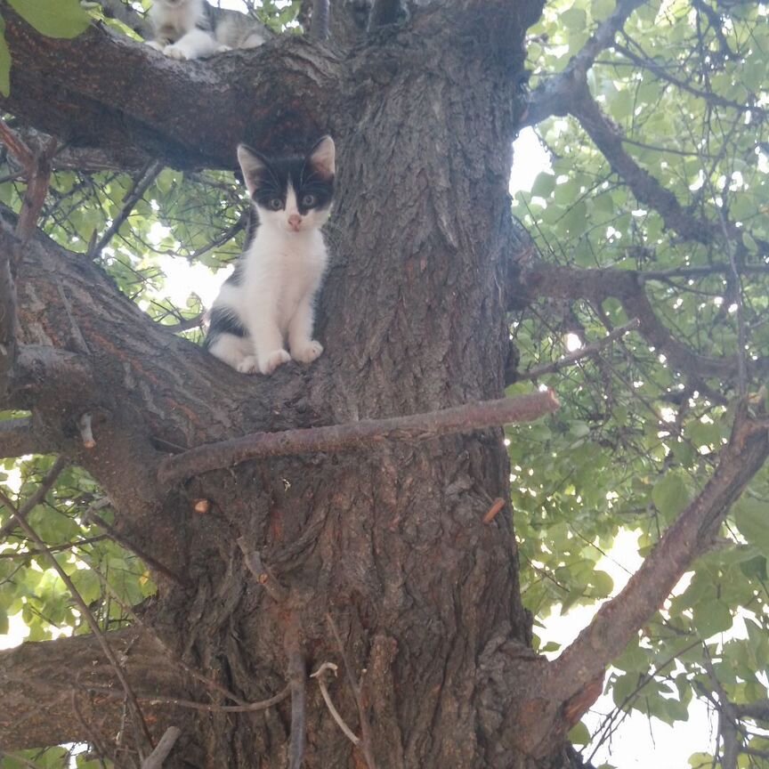 Мама, кошечка и ее котята ищут дом