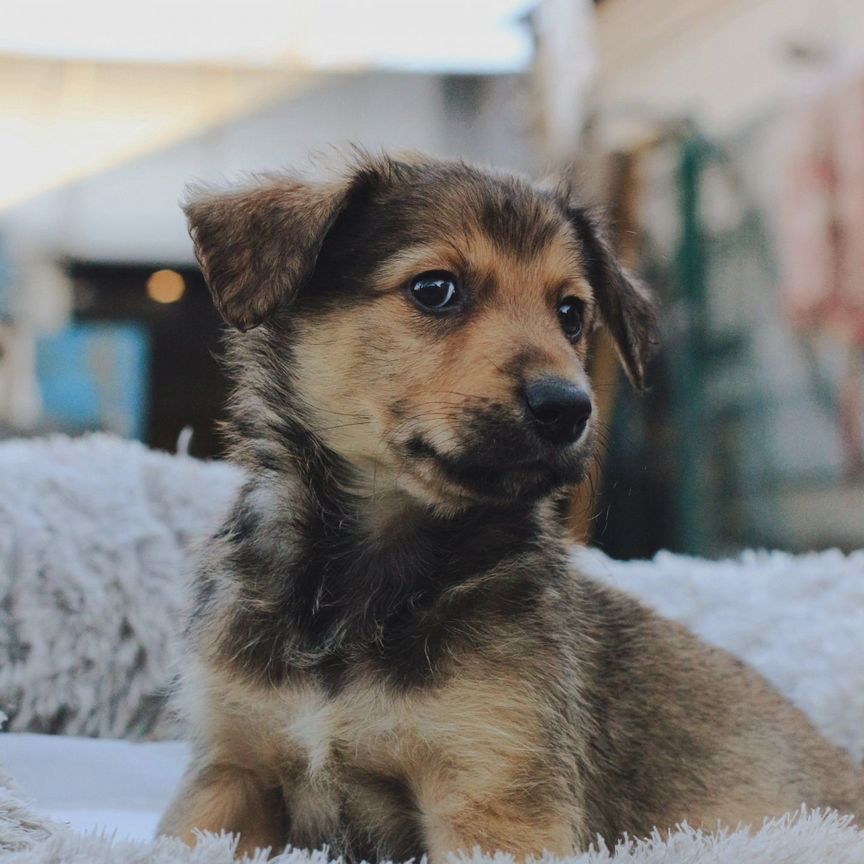 Малыш ищет дом