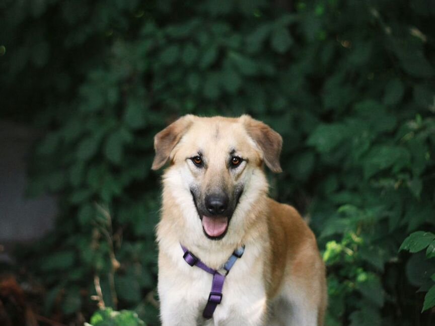 Блэр в добрые руки / ищет дом / собака