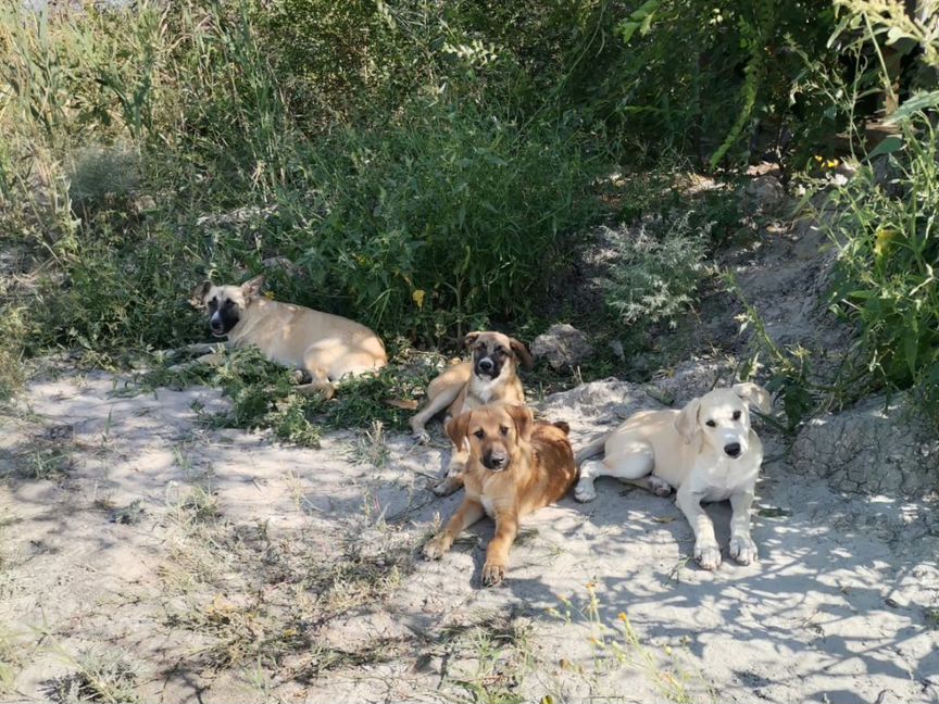 Собака в добрые руки