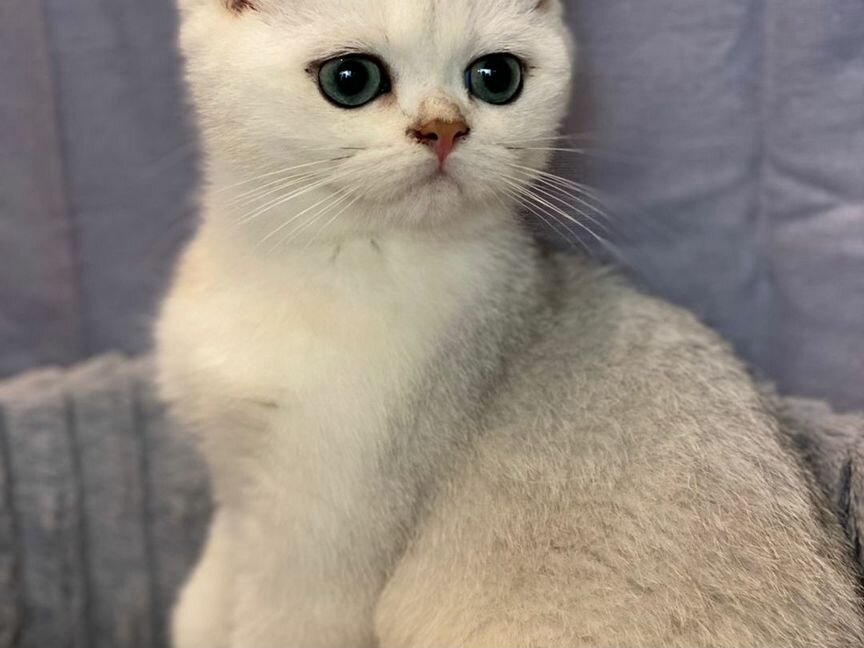 Серебристая шиншилла Беатрис