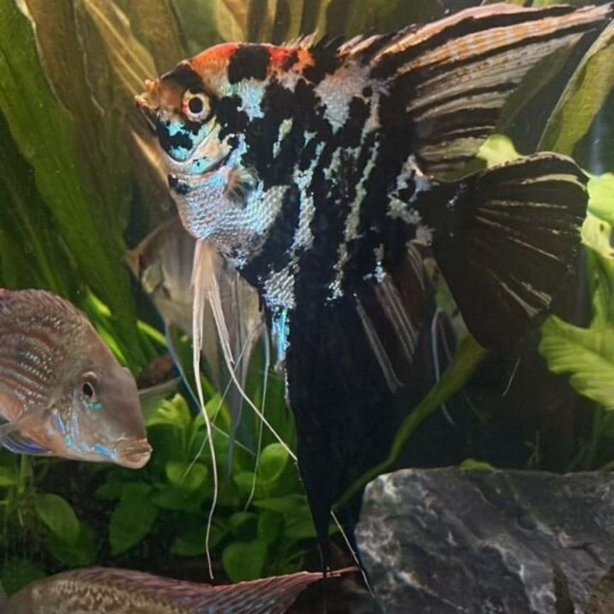 Скалярия кои