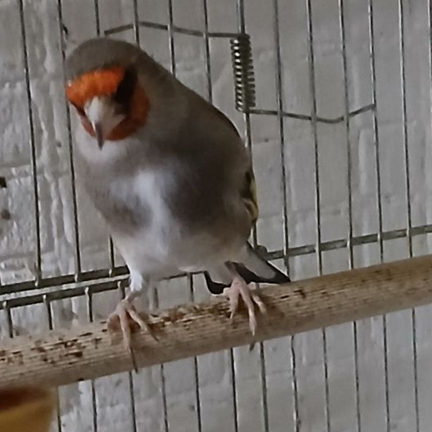 Кенара и канарейки