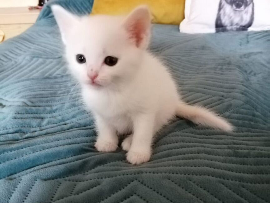 Котенок в добрые руки Бронь