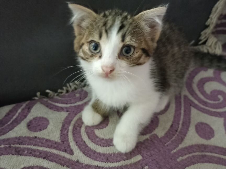 Отдам бесплатно котят