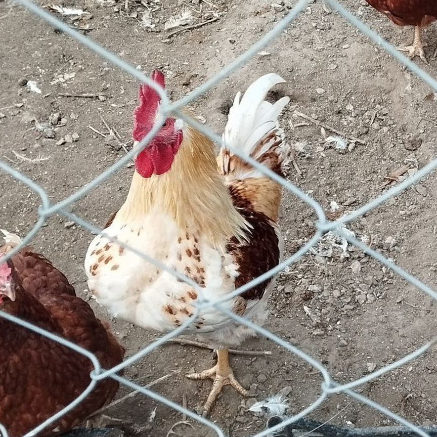 Куры несушки