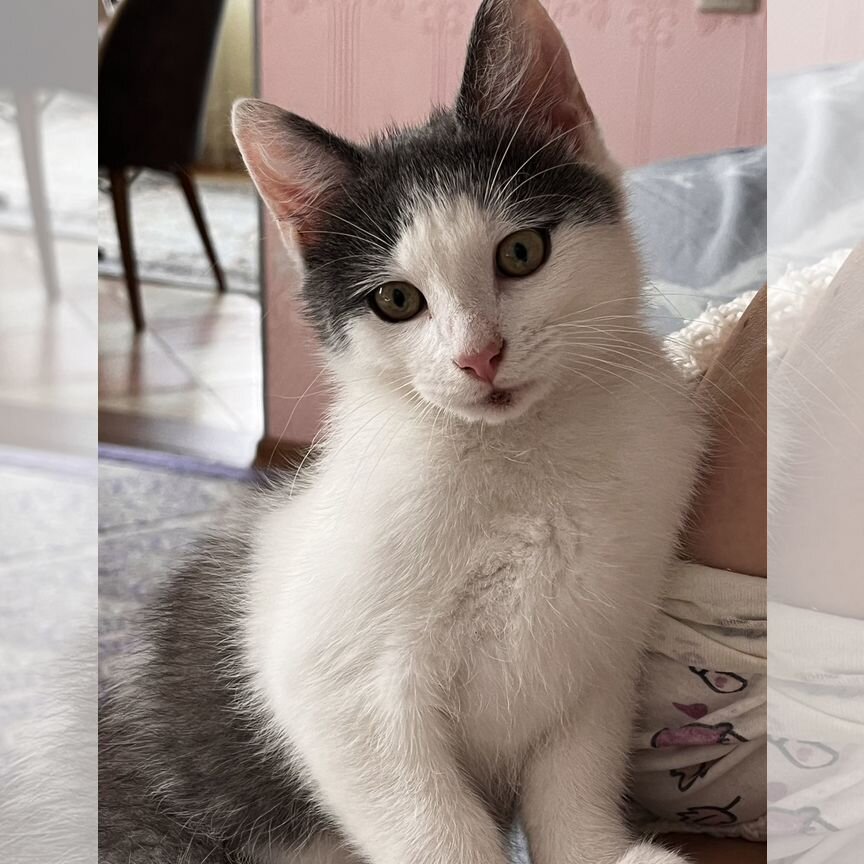 Котенок