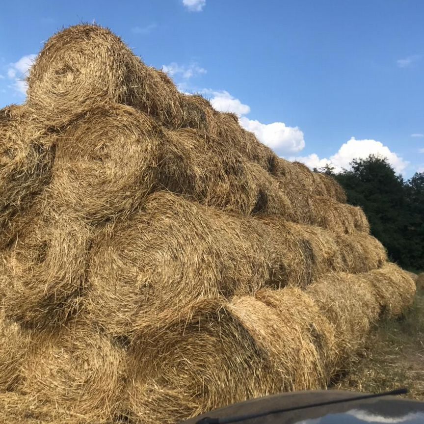 Солома пшеничная в рулонах