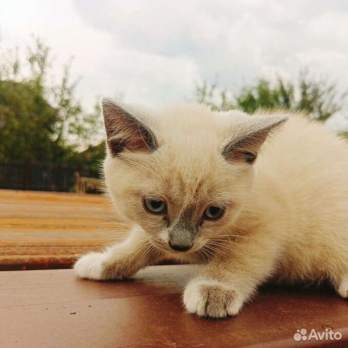 Котёнок сеамский