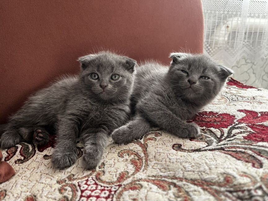 Шотландская вислоухая