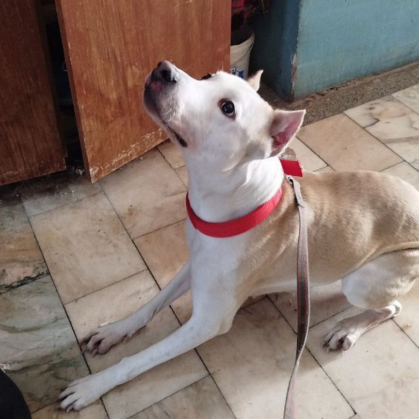 Американский стаффордширский терьер, взрослая собака