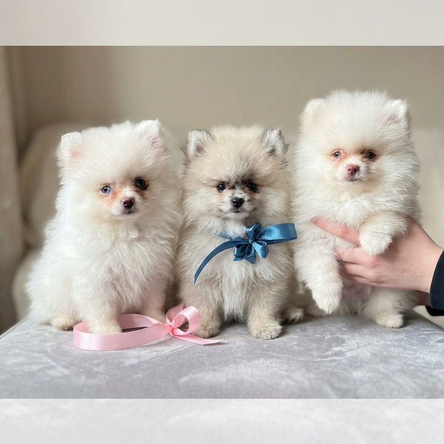 Померанский шпиц, щенок