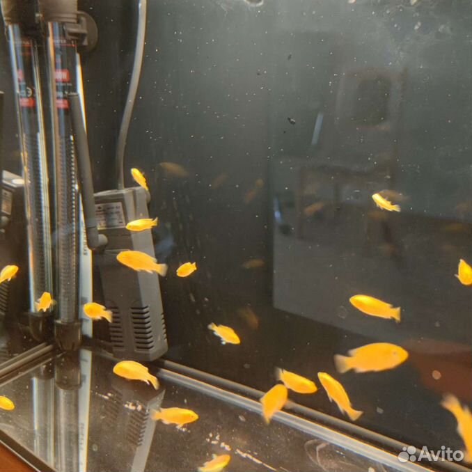 Цихлиды елоу (Лабидохромис еллоу)