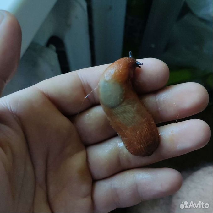 Боевой слизняк