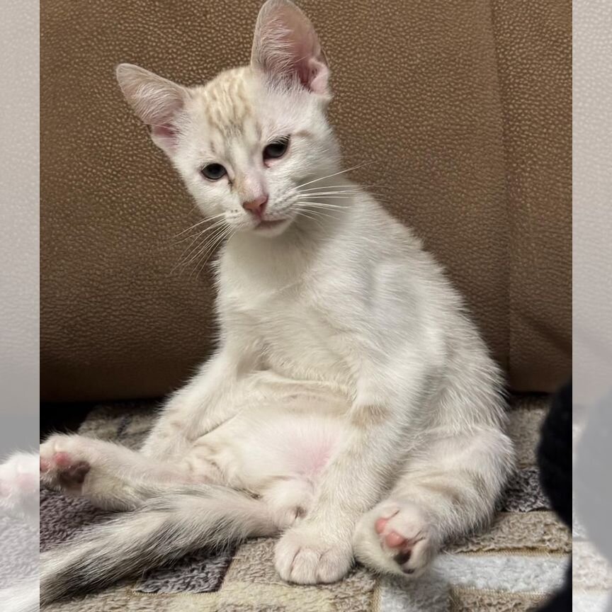 Помесь бенгала и сибирского