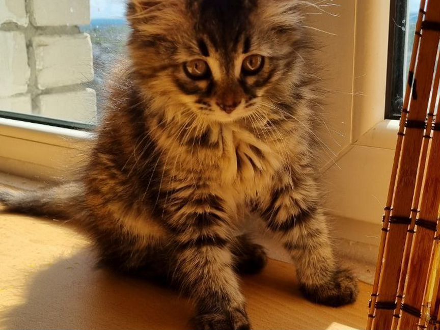 Котенок девочка