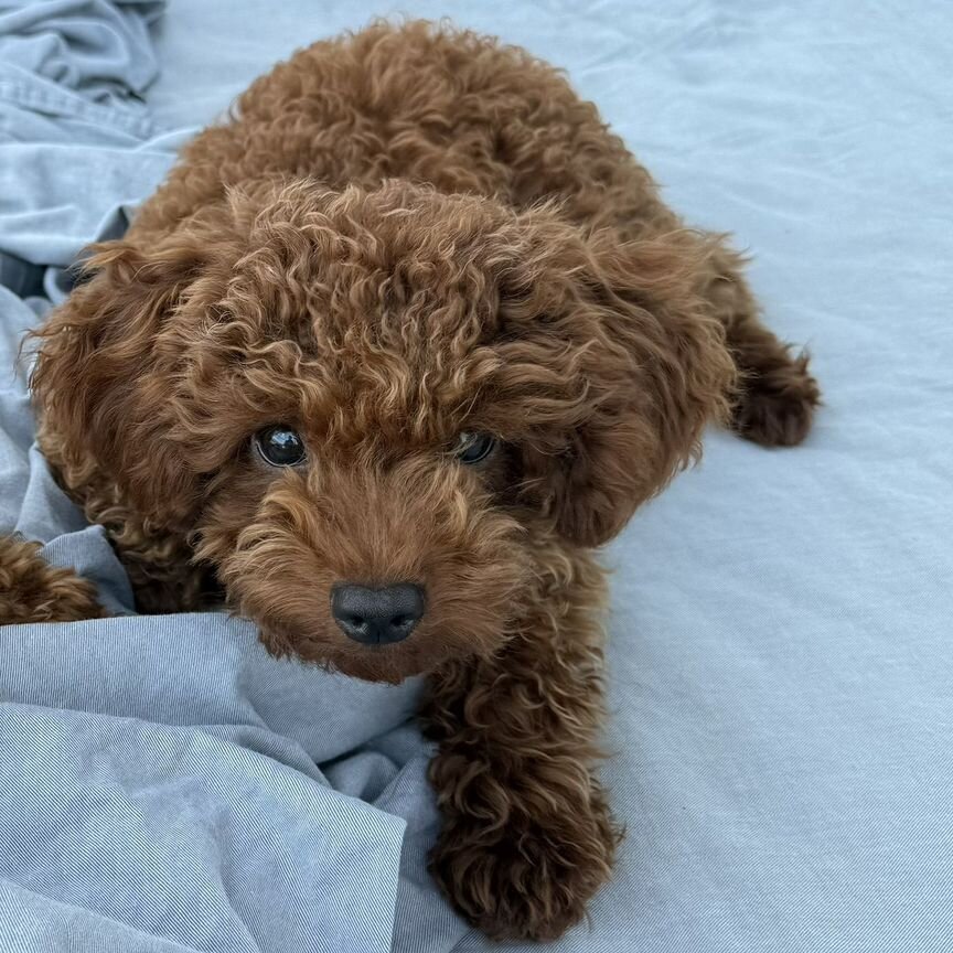 Той-пудель, взрослый пёс