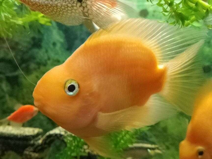 Аквариумная рыба попугай