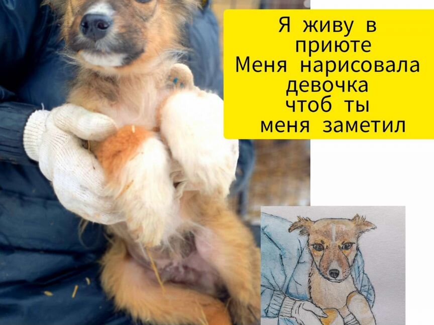 Маленькая собака в добрые руки отдам бесплатно