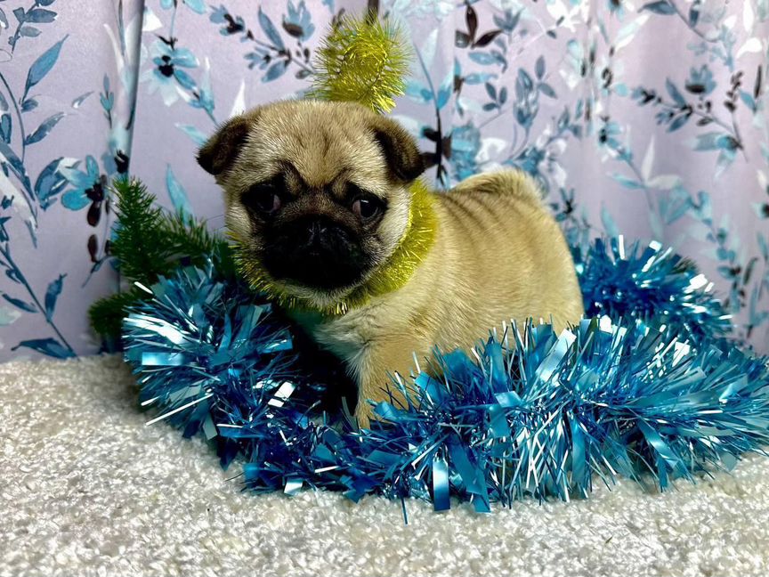 Мопс девочка с документами