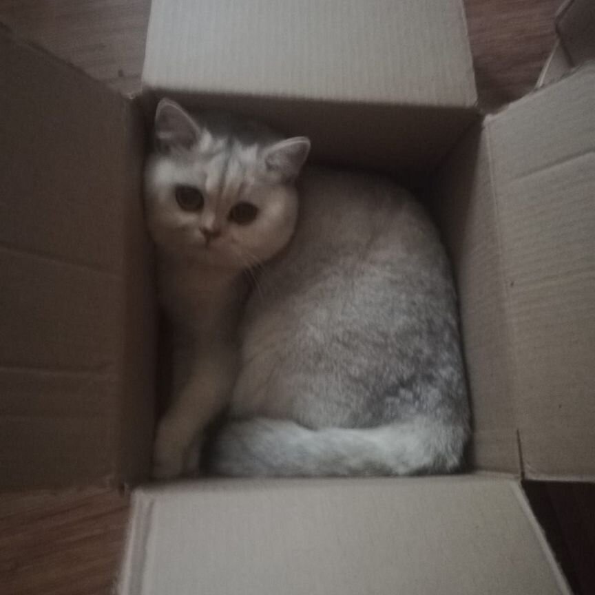 Кот серебристая шиншилла