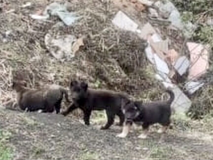Щенки, метисы овчарки, пристраиваются с улицы