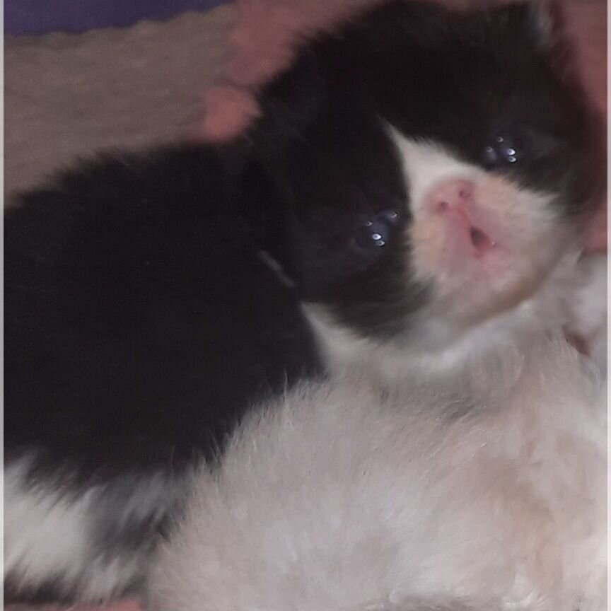 Персидский котёнок