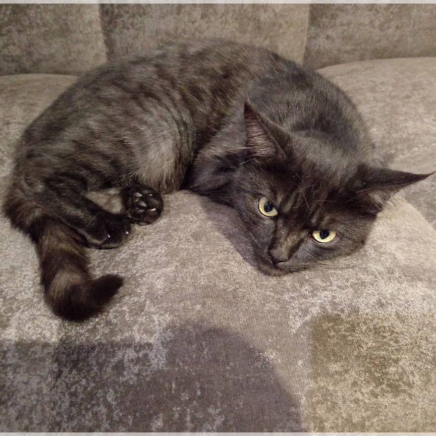 Взрослая кошка в добрые руки