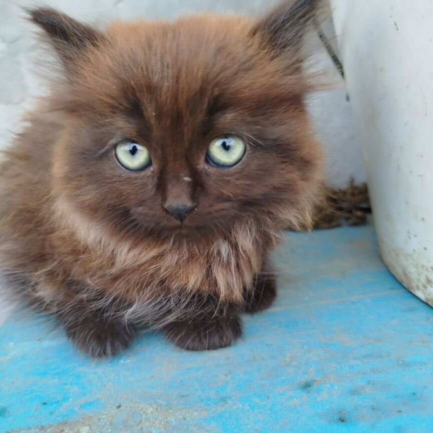 Черный котенок девочка в добрые руки