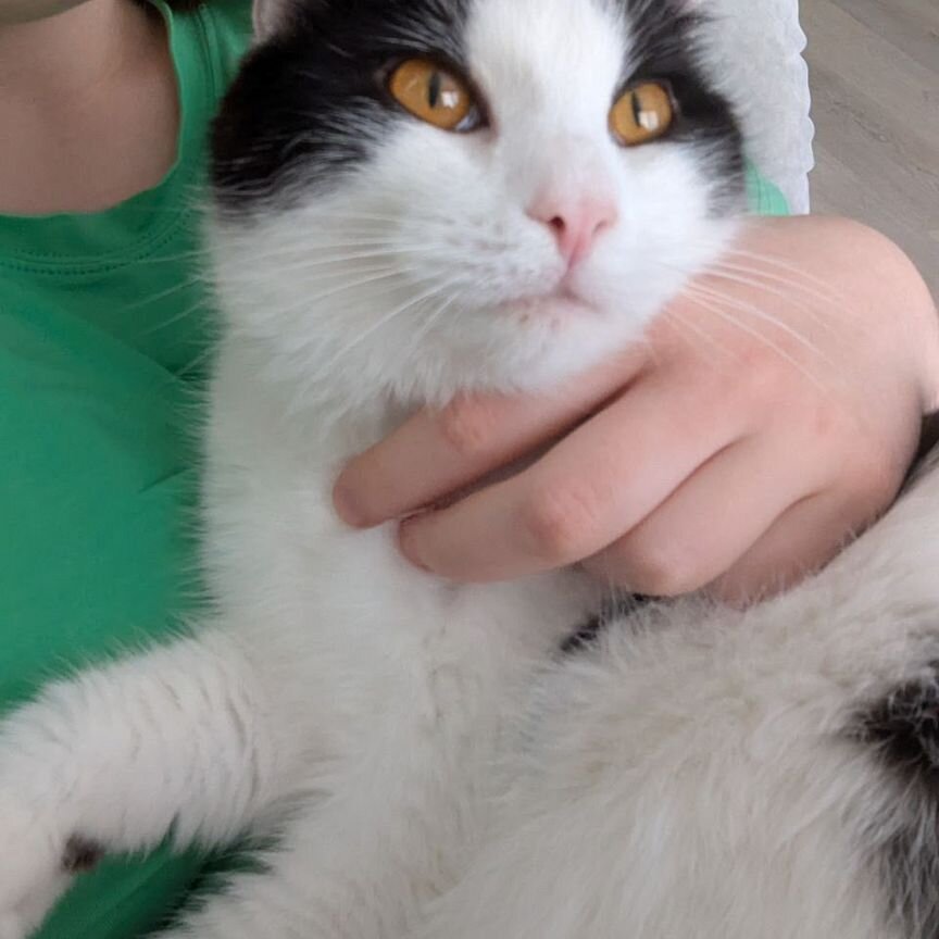 Кот в добрые руки