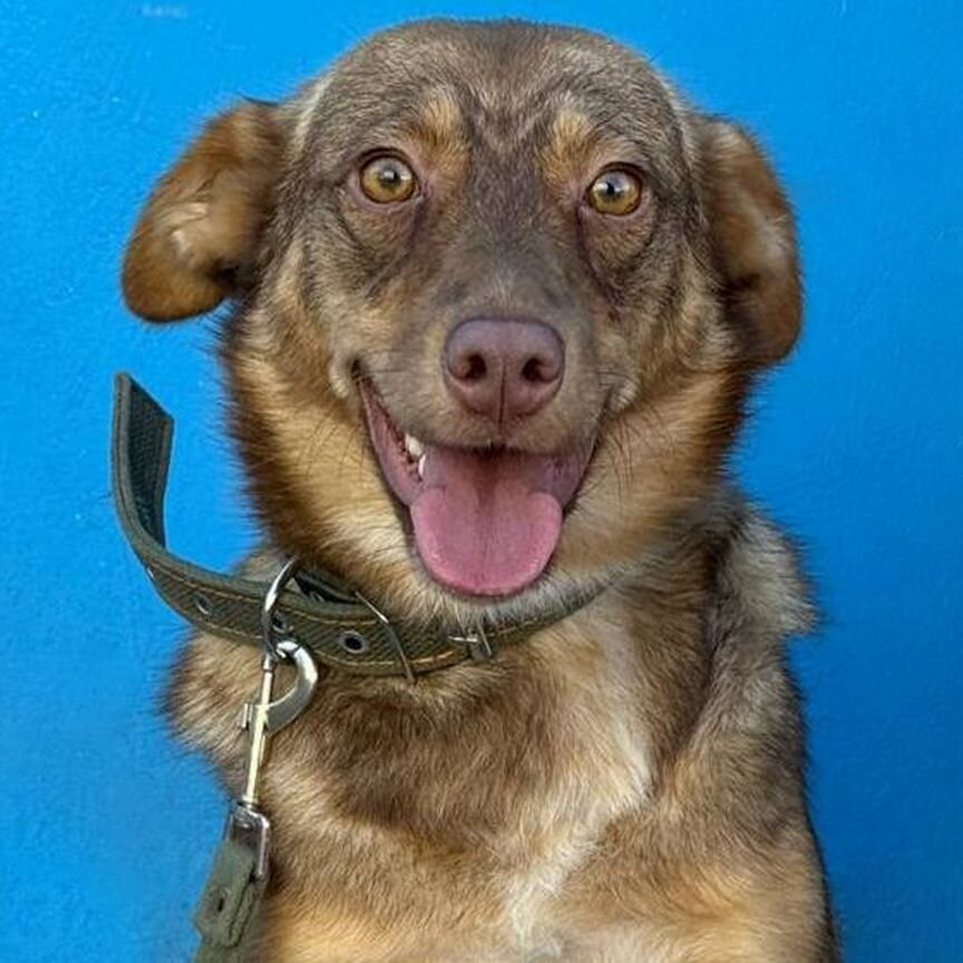 Взрослая собака в добрые руки