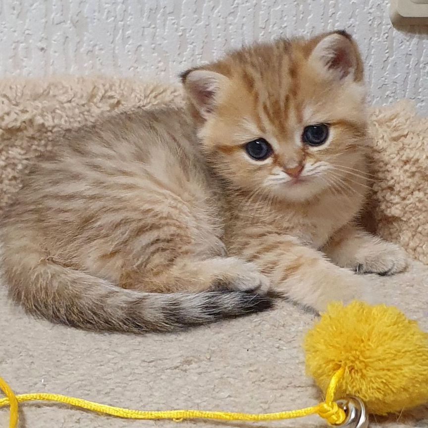 Британский короткошёрстный котёнок