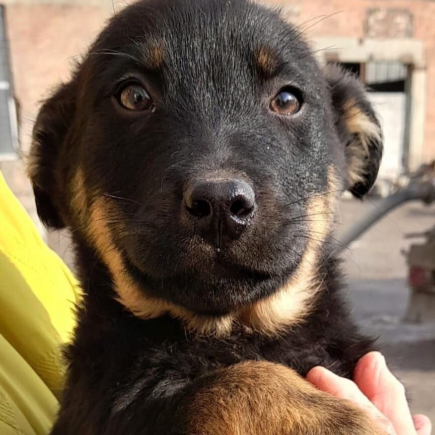 Бутуз Бостон для вашей охраны