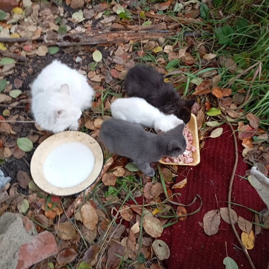 Котята в добрые руки мальчики
