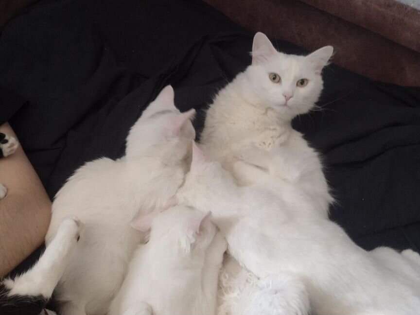 Котята в добрые руки