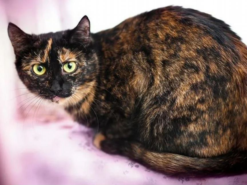 Кошечка в добрые руки